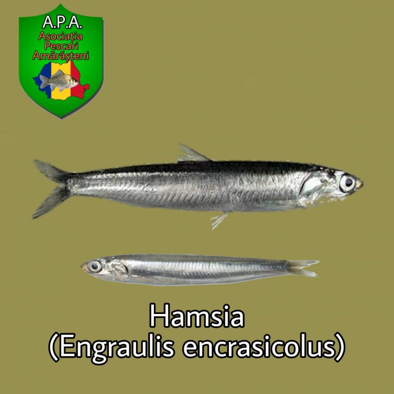 Hamsia (Engraulis encrasicolus)