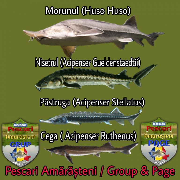 Speciile de sturioni