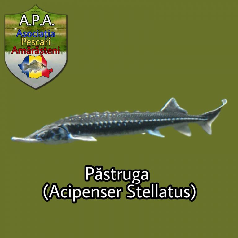 Păstruga (Acipenser stellatus)